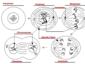 The Cell Cycle Coloring Worksheet - Edutechspot