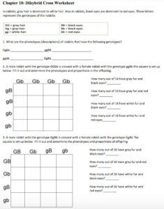 Dihybrid Cross Worksheet Answer Key Questions PDF | Doc