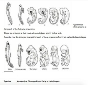 Evidence of Evolution Worksheet - Edutechspot