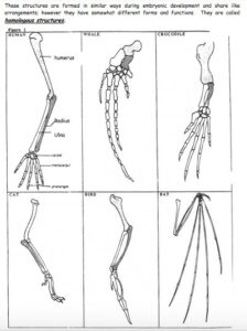 Evidence of Evolution Worksheet - Edutechspot