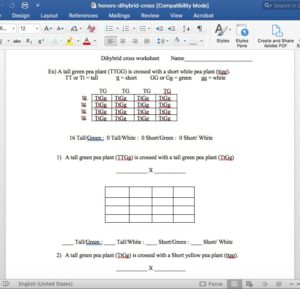 Dihybrid Cross Worksheet Answer Key Questions PDF | Doc