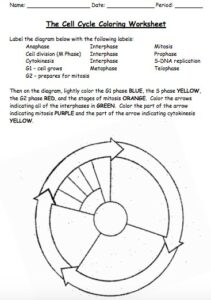 The Cell Cycle Coloring Worksheet - Edutechspot