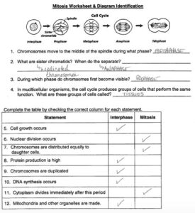 The Cell Cycle Coloring Worksheet - Edutechspot