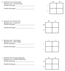 Monohybrid Cross Worksheet - Edutechspot