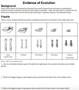 Evidence of Evolution Worksheet - Edutechspot