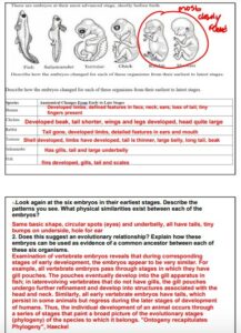 Evidence of Evolution Worksheet - Edutechspot